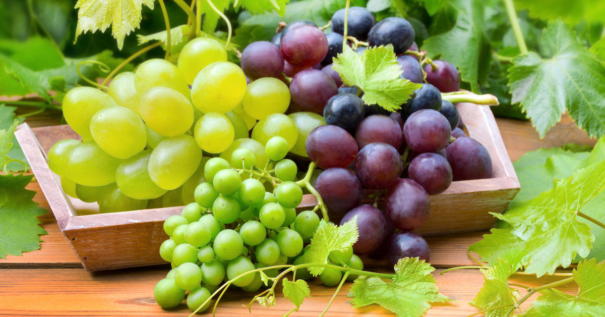 Aging Defeated | Could Grapes Be The Secret To Longer Life?