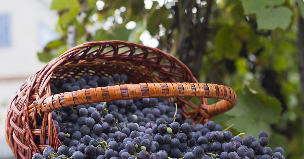 Brain Health Breakthroughs | This Gift of the Grape Can Protect Memory ...