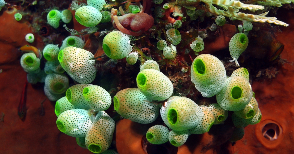 Brain Health Breakthroughs | Does This Unusual Sea Animal Hold The Key ...