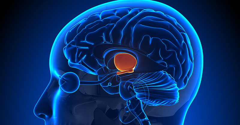 Brain Health Breakthroughs | Pea-Sized Brain Part Determines Your ...