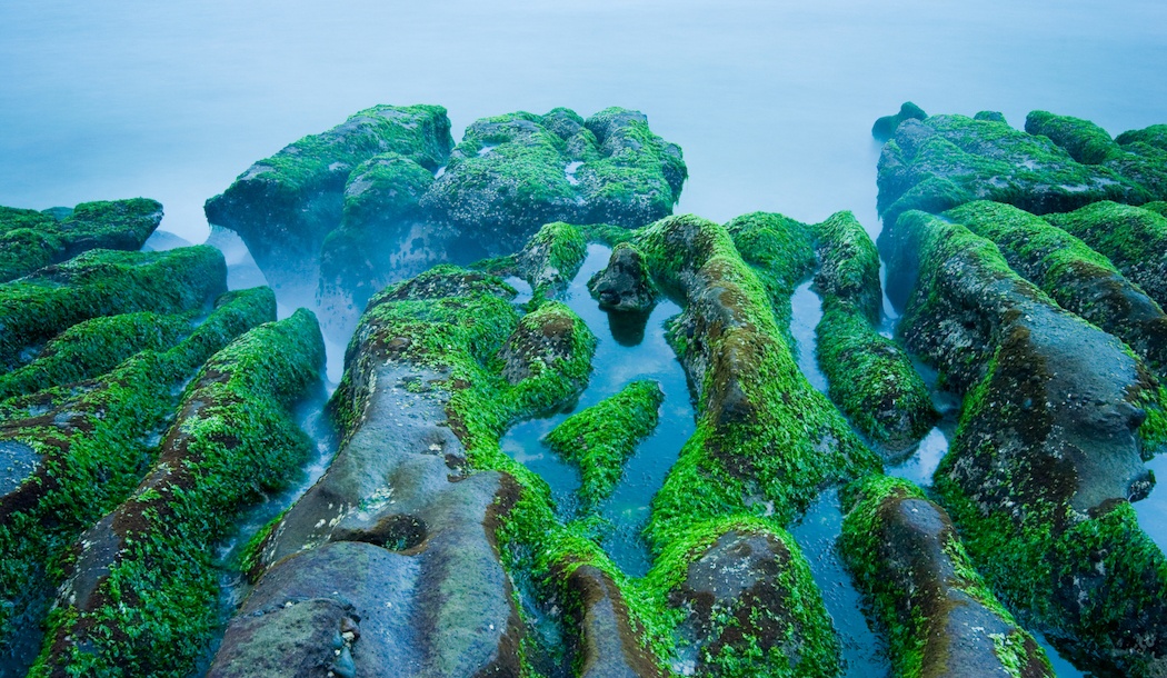 Cancer Defeated | This “Leaf of the Sea” is a Great Protector Against ...