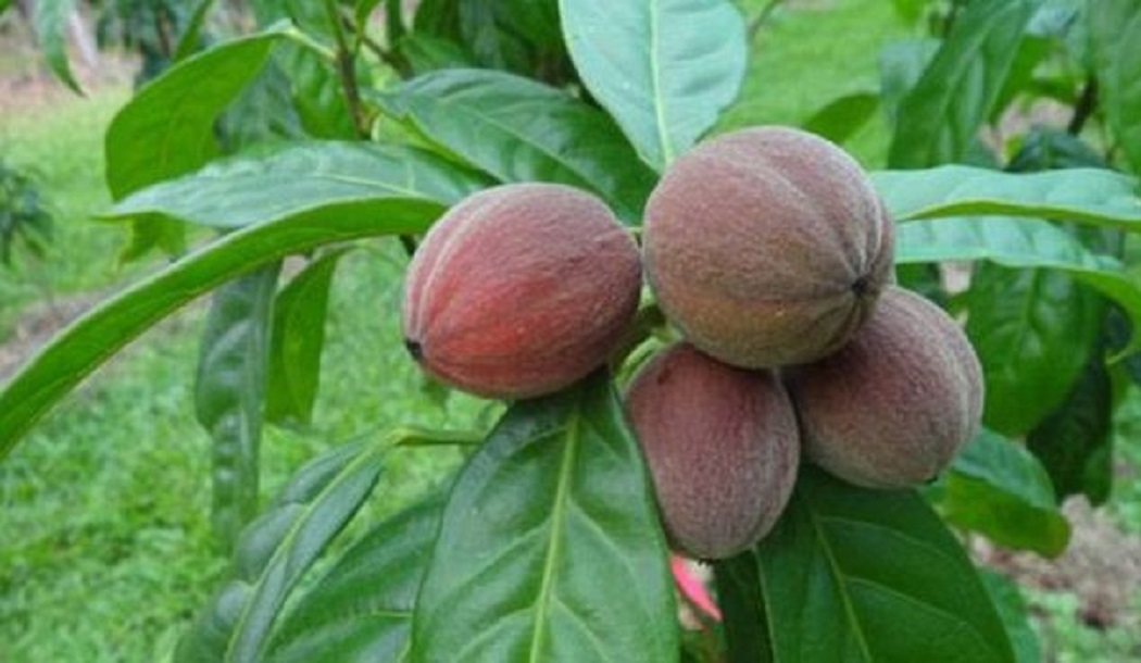 Cancer Defeated | Brand-New Tumor Fighter Found in Rainforest Berry