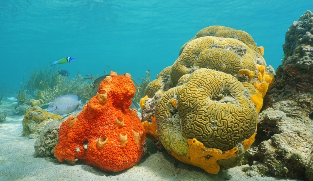 Cancer Defeated | This Unique Sea Animal has a Secret to Combat Cancer