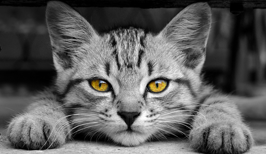 Cancer Defeated | What Animals Can Tell Us About Cancer