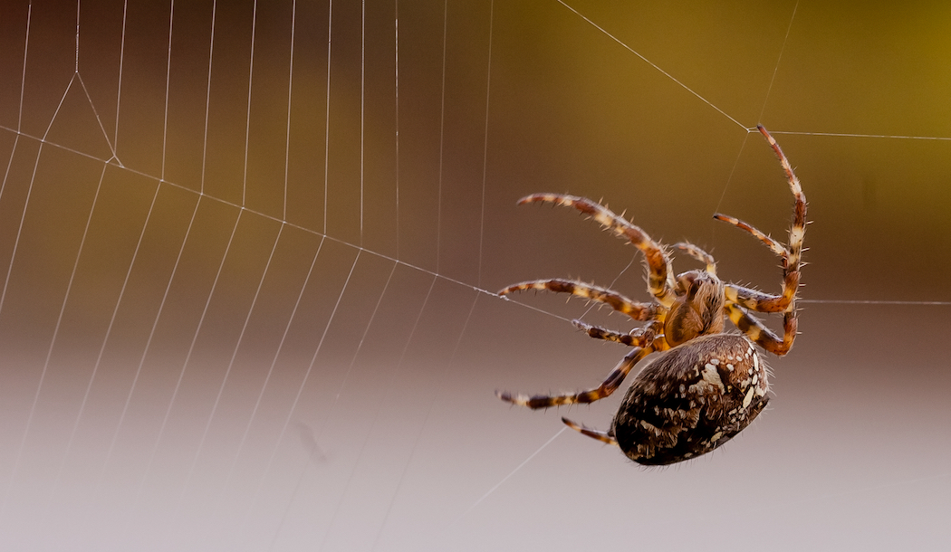 Cancer Defeated | Spiders Can Make a Big Contribution to Fighting Cancer