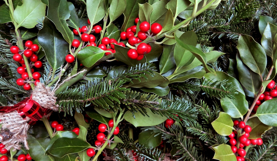 Cancer Defeated | Why “The Kissing Plant” Is The Kiss Of Death To Cancer