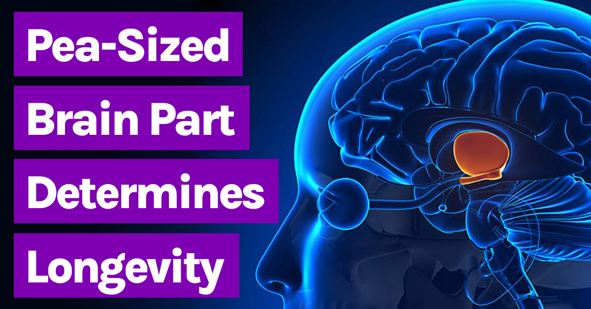 Brain Health Breakthroughs | Pea-Sized Brain Part Determines Your ...