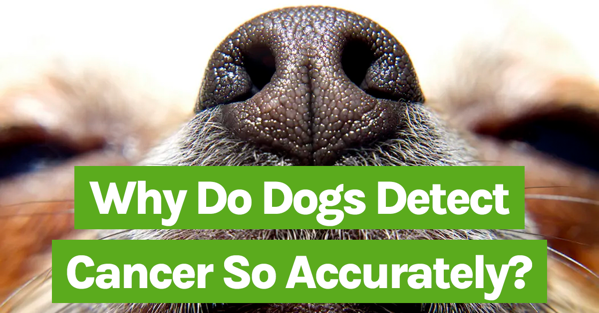 Green Valley Naturals | Why Dogs Can Detect Cancer So Accurately