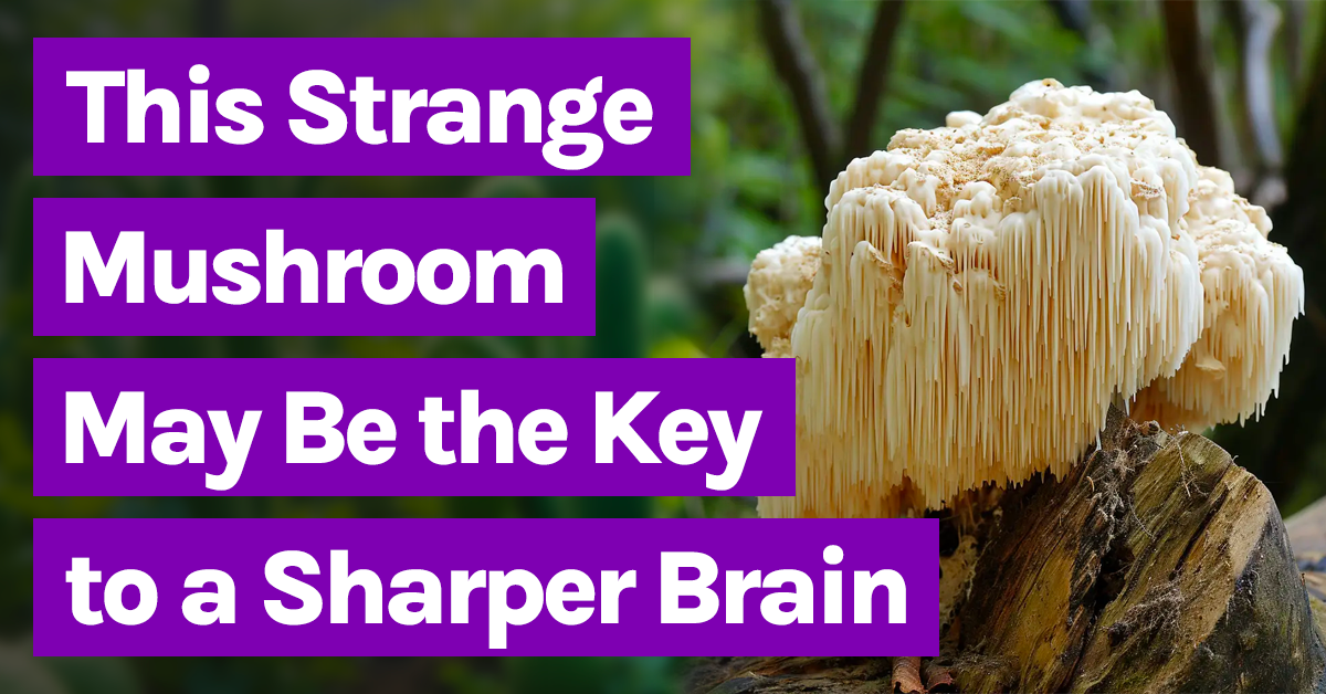 Brain Health Breakthroughs | Discover Memory-Boosting Lion's Mane ...